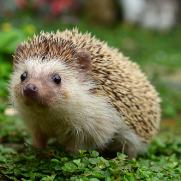 O Dilema do Porco-Espinho - Conheça a Hhistória e Entenda a Solidão